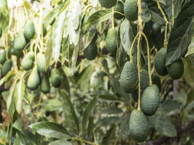 TARIC - Welcome to TARIC